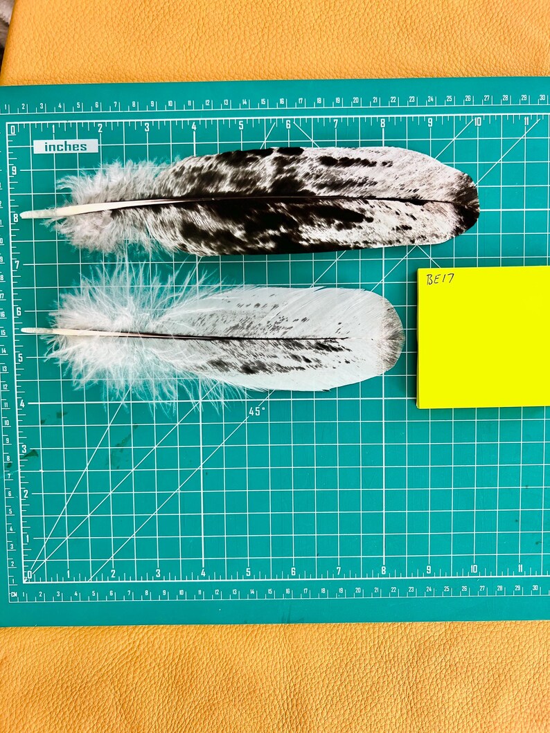 Hybrid Immature Bald Eagle Heritage Turkey Plume Coup Feather Set for ...
