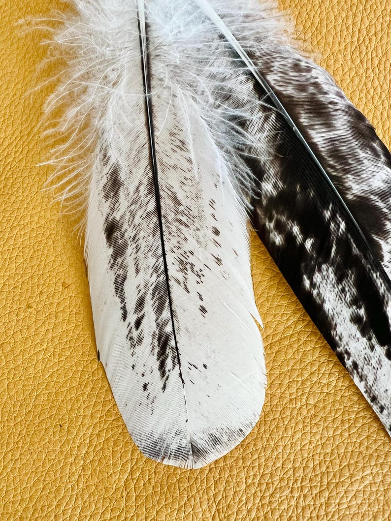 Hybrid Immature Bald Eagle Heritage Turkey Plume Coup Feather Set for ...