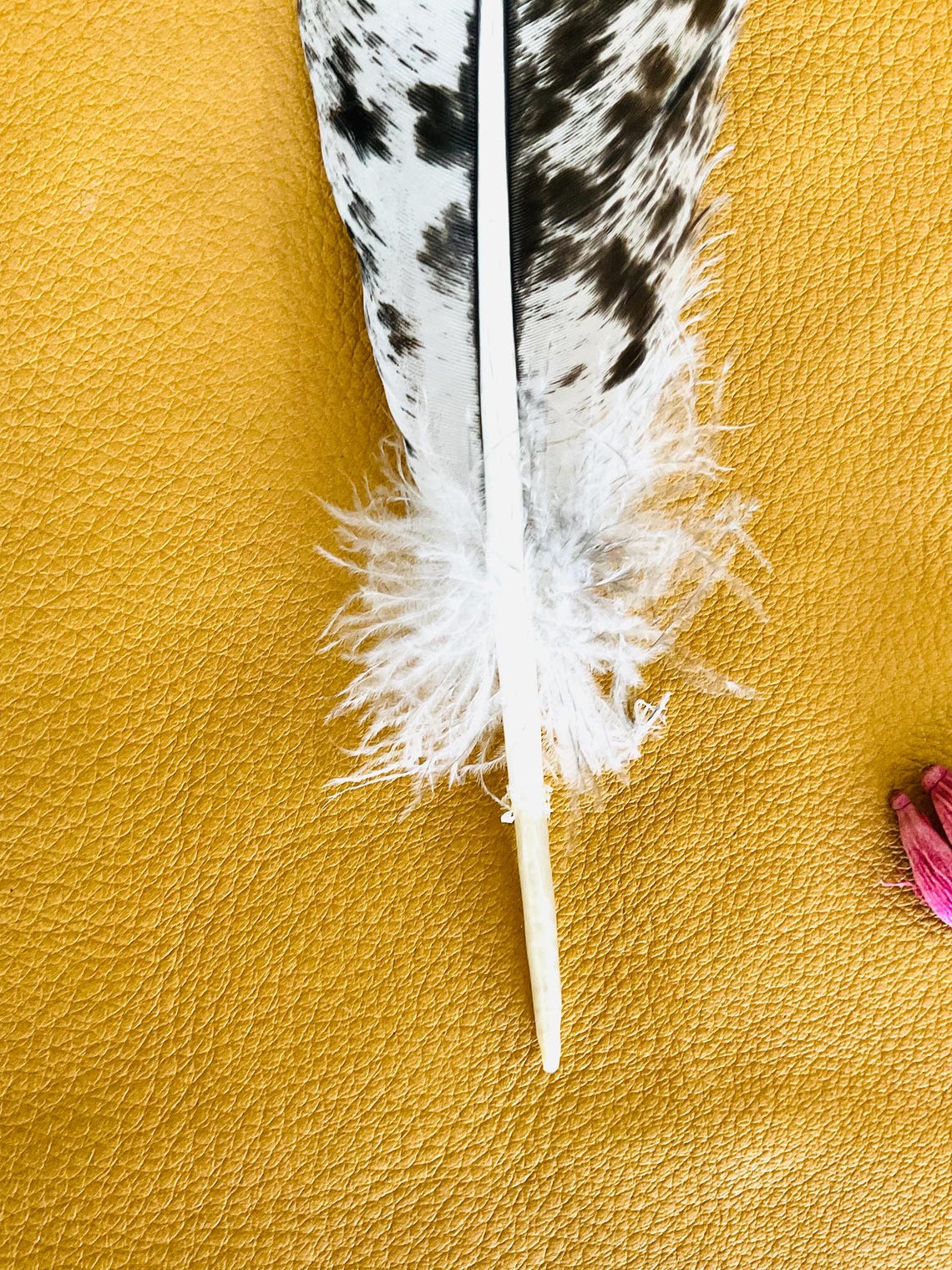 Hybrid Immature Bald Eagle Heritage Turkey Tail Feather for Smudge Fan ...