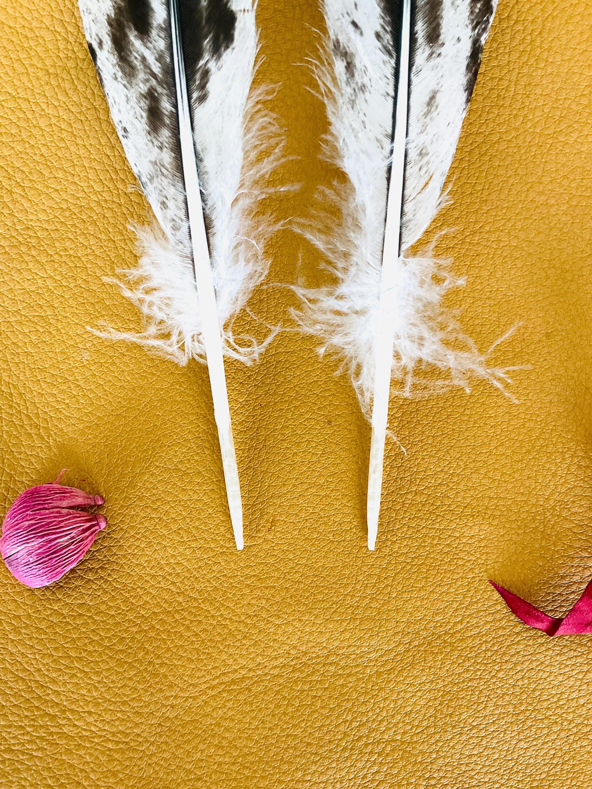 Hybrid Immature Bald Eagle Heritage Turkey Matching Tail Feathers for ...