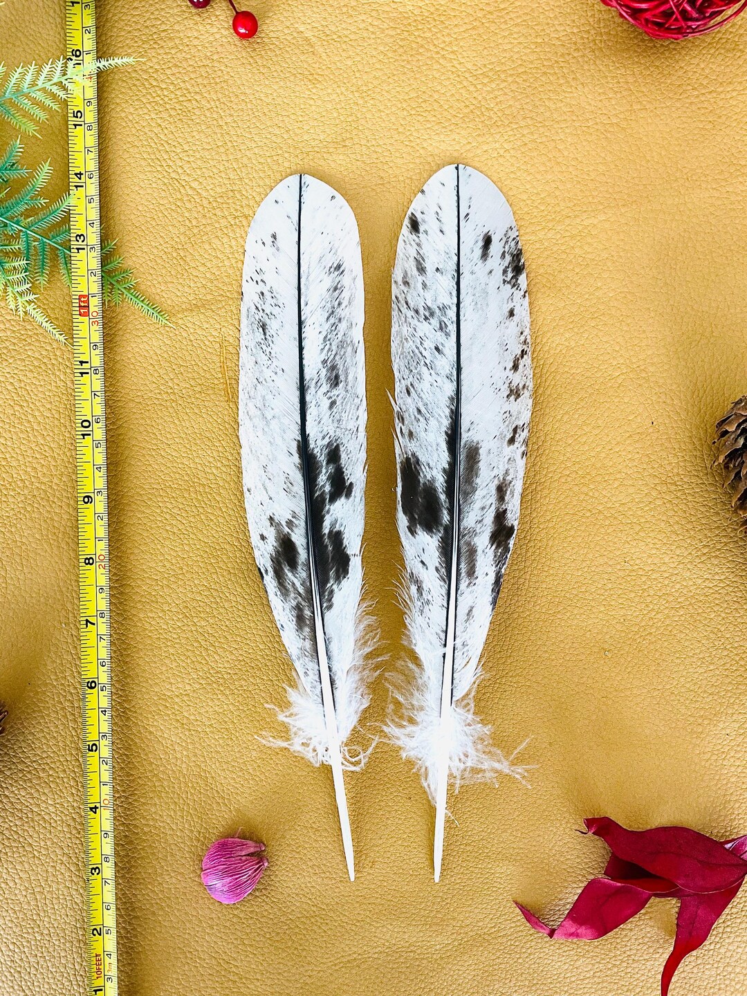 Hybrid Immature Bald Eagle Heritage Turkey Matching Tail Feathers for ...