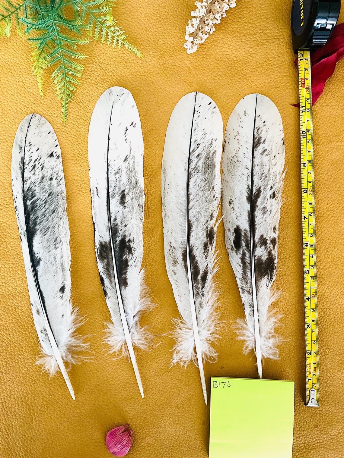 Heritage Turkey Tail Feathers: 9 Piece Set for Regalia, Smudge Fan - Etsy