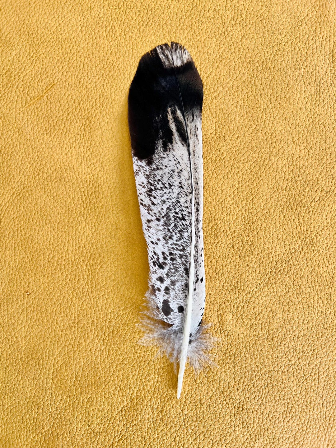 Hybrid Immature Golden Eagle Heritage Turkey Secondary Tail Feather for ...