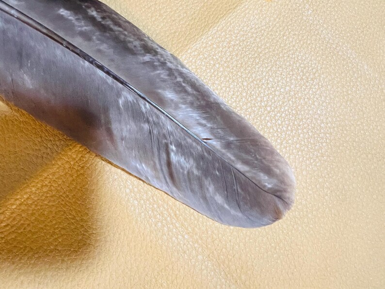 Hybrid Immature Bald Eagle Heritage Turkey Feather for Smudge Fan ...