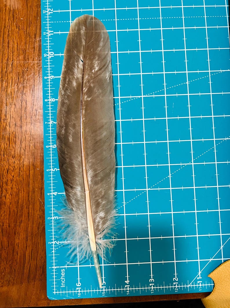 Hybrid Immature Bald Eagle Heritage Turkey Feather for Smudge Fan ...