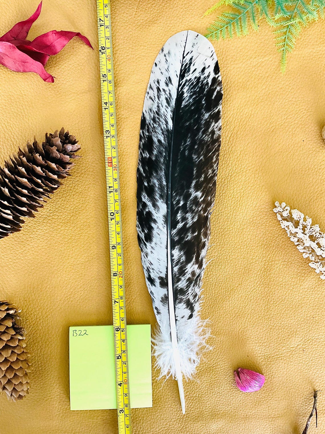 Hybrid Immature Bald Eagle Heritage Turkey Tail Feather for Smudge Fan ...
