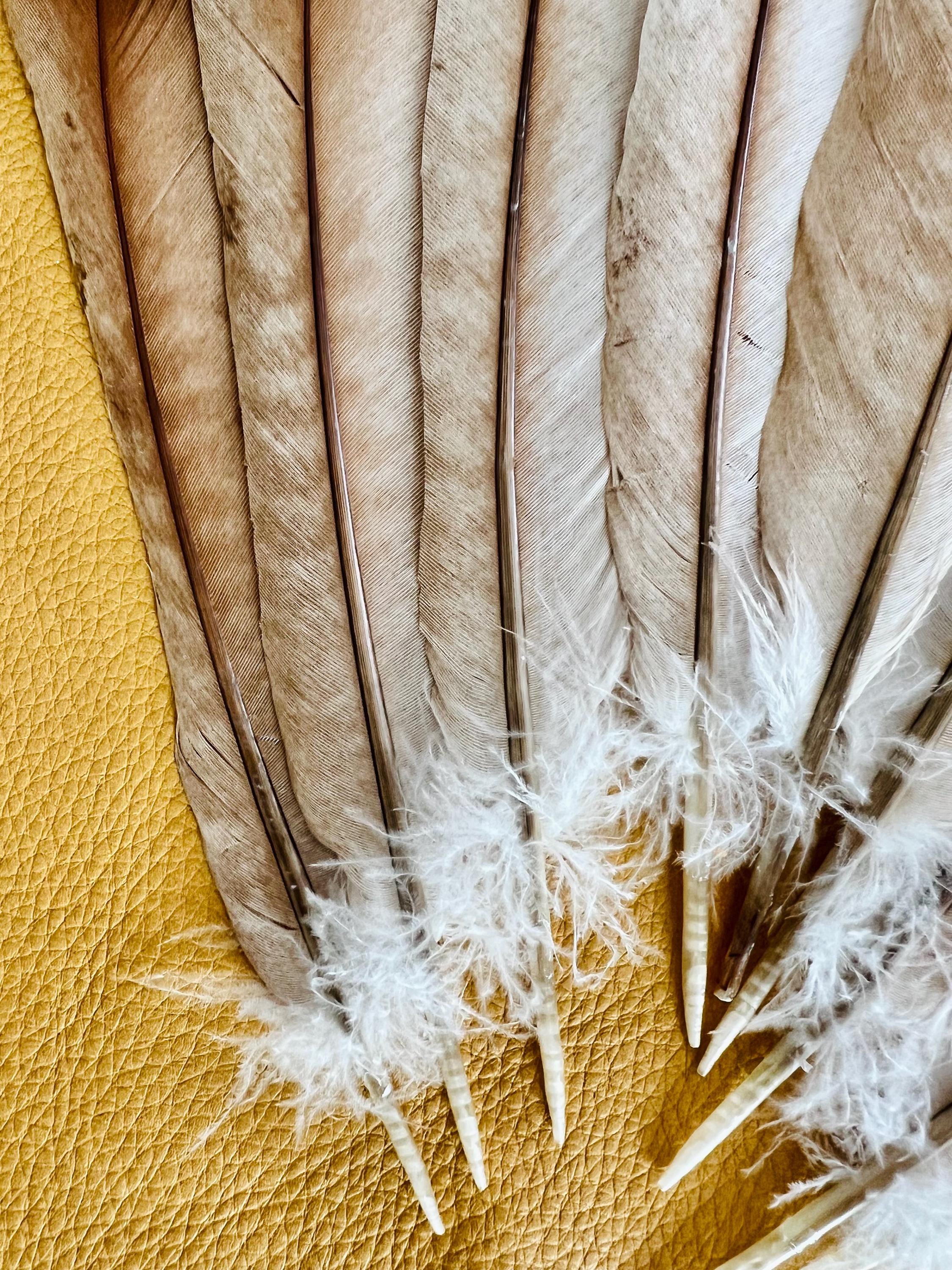 Hybrid Immature Hawk Heritage Turkey 9 Piece Tail Feather Set for ...