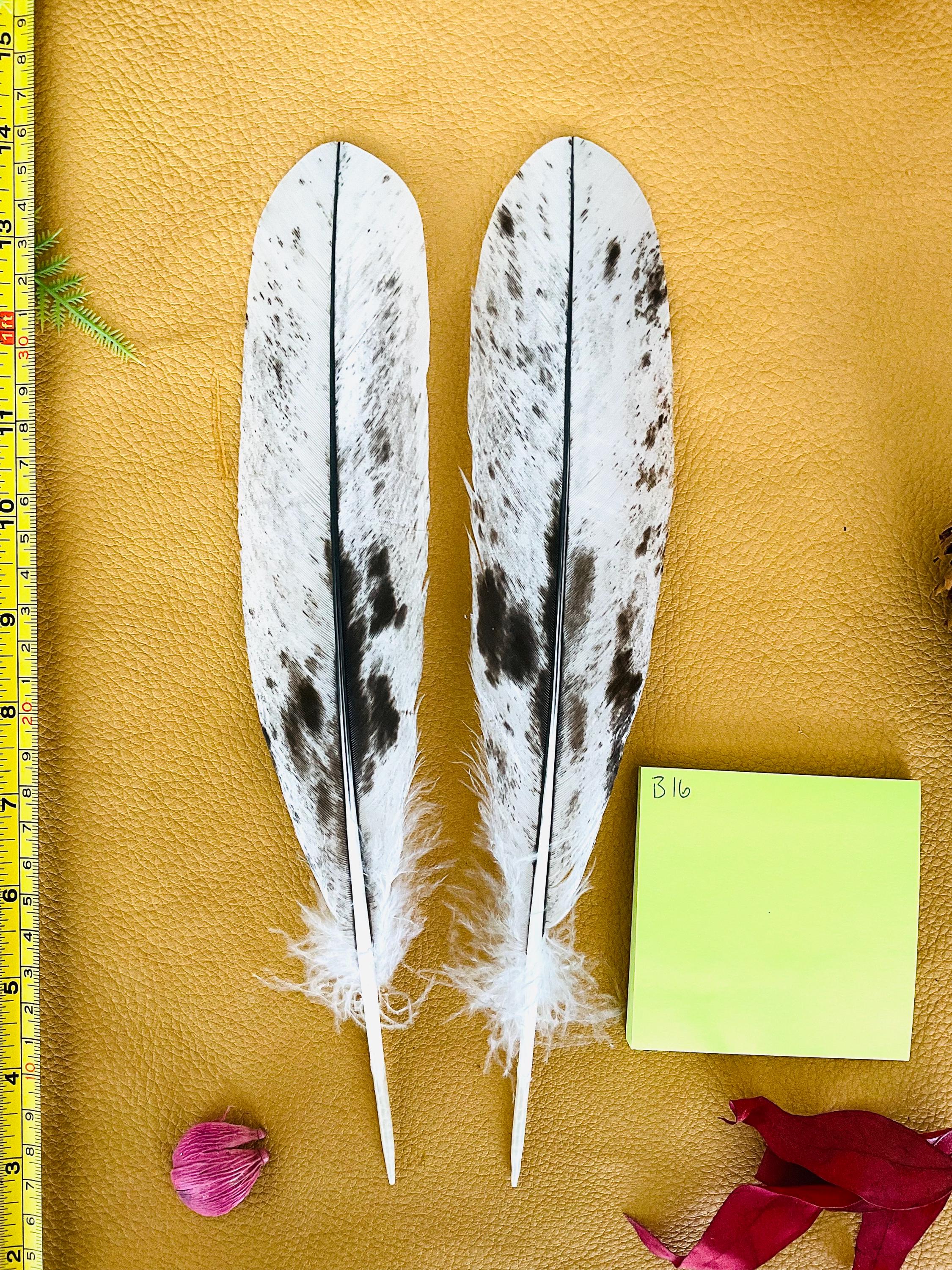 Hybrid Immature Bald Eagle Heritage Turkey Matching Tail Feathers for ...
