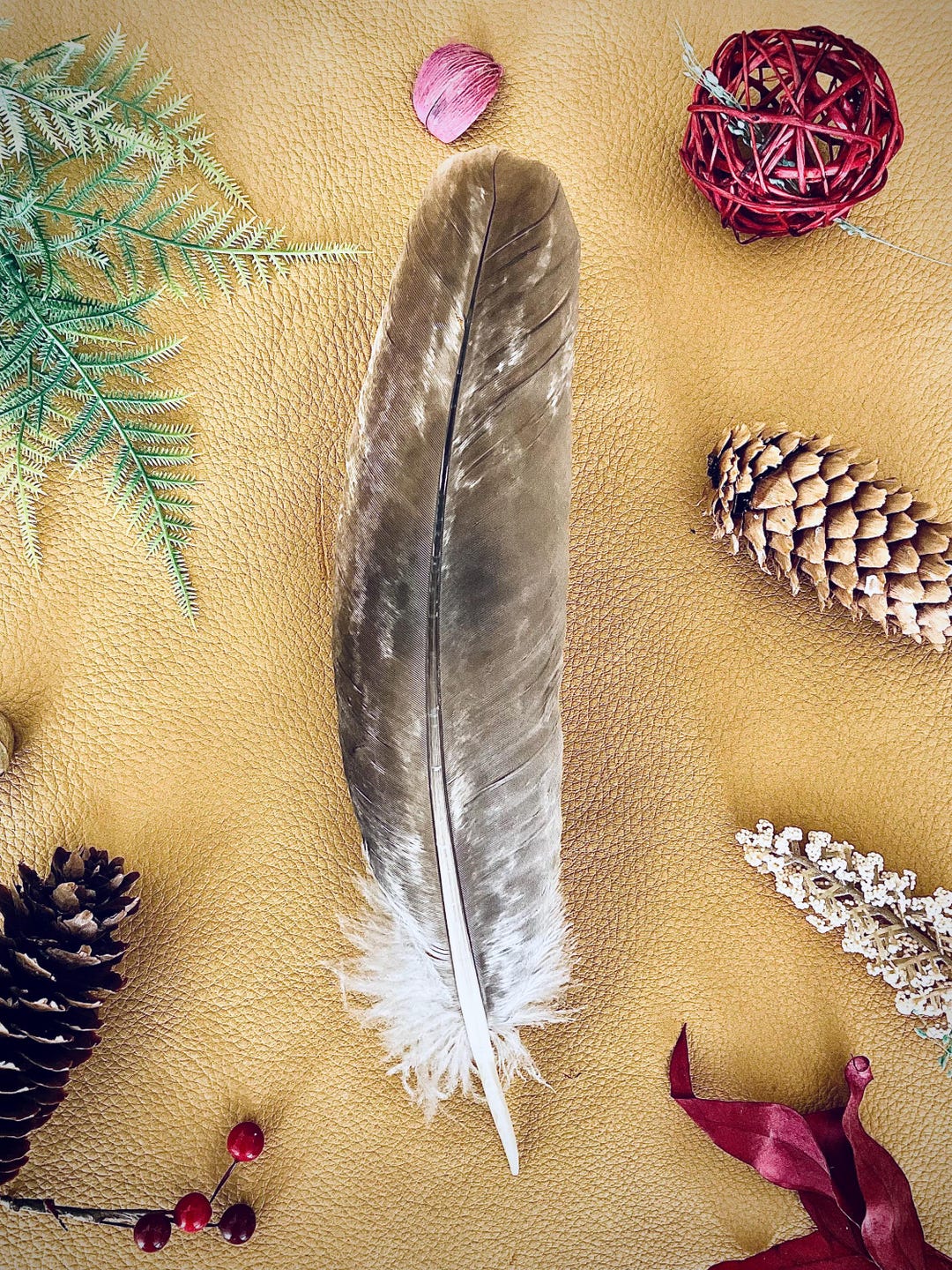 Hybrid Immature Bald Eagle Heritage Turkey Feather for Smudge Fan ...