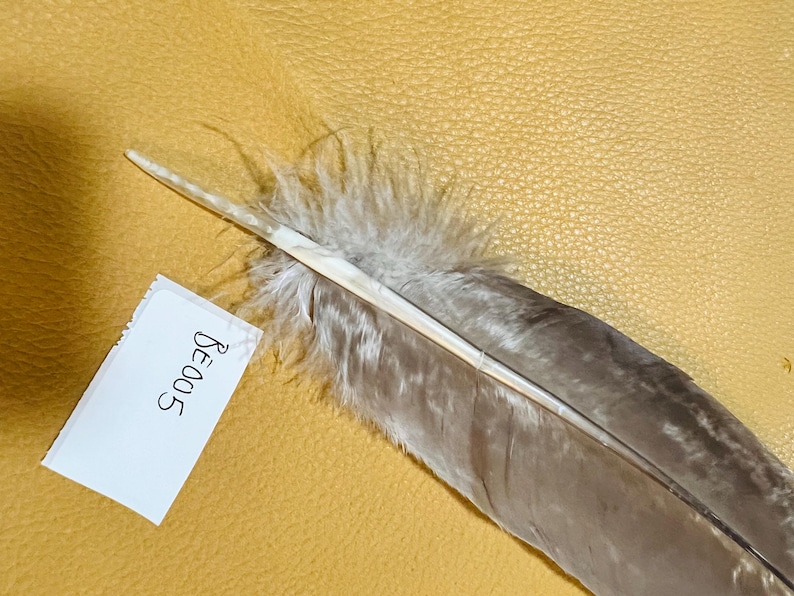 Hybrid Immature Bald Eagle Heritage Turkey Feather for Smudge Fan ...