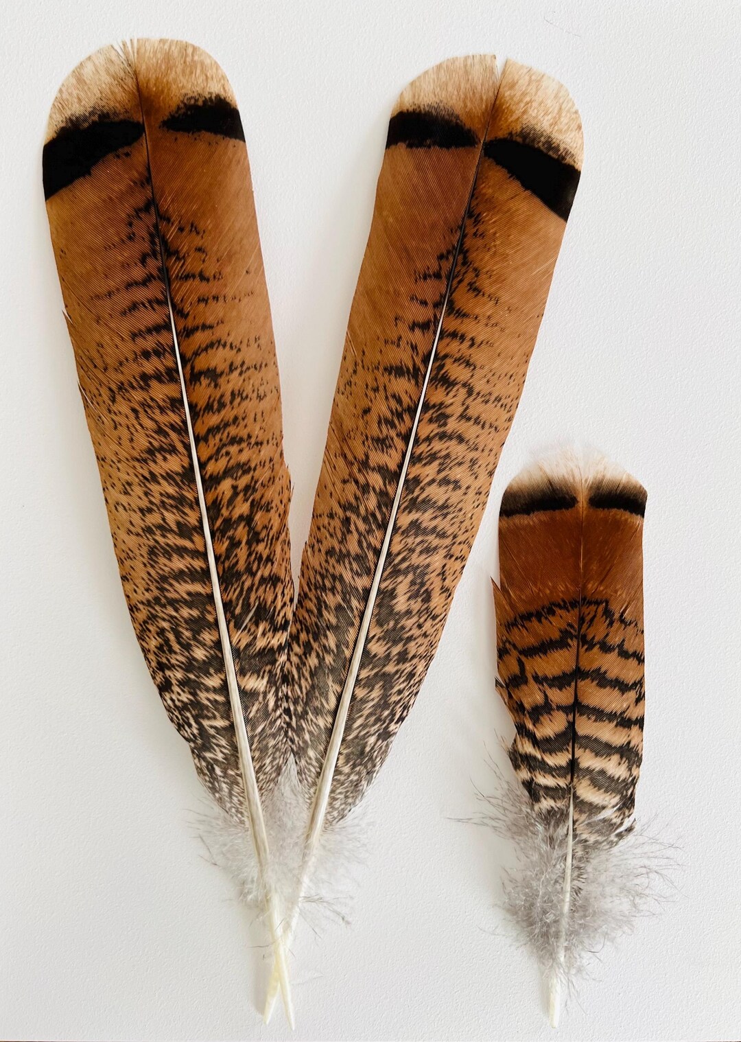 Hybrid Red Tail Hawk Heritage Turkey Matching Tail Feathers for Smudge ...