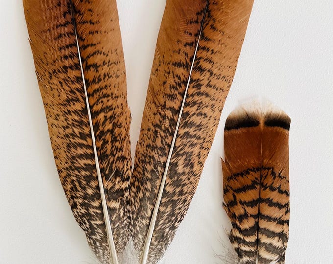 Hybrid Red Tail Hawk Heritage Turkey Matching Tail Feathers for Smudge ...