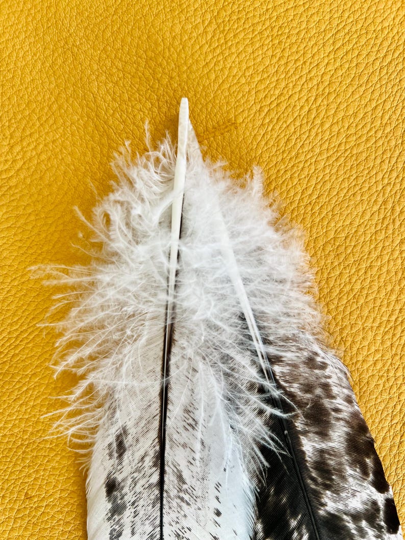 Hybrid Immature Bald Eagle Heritage Turkey Plume Coup Feather Set for ...
