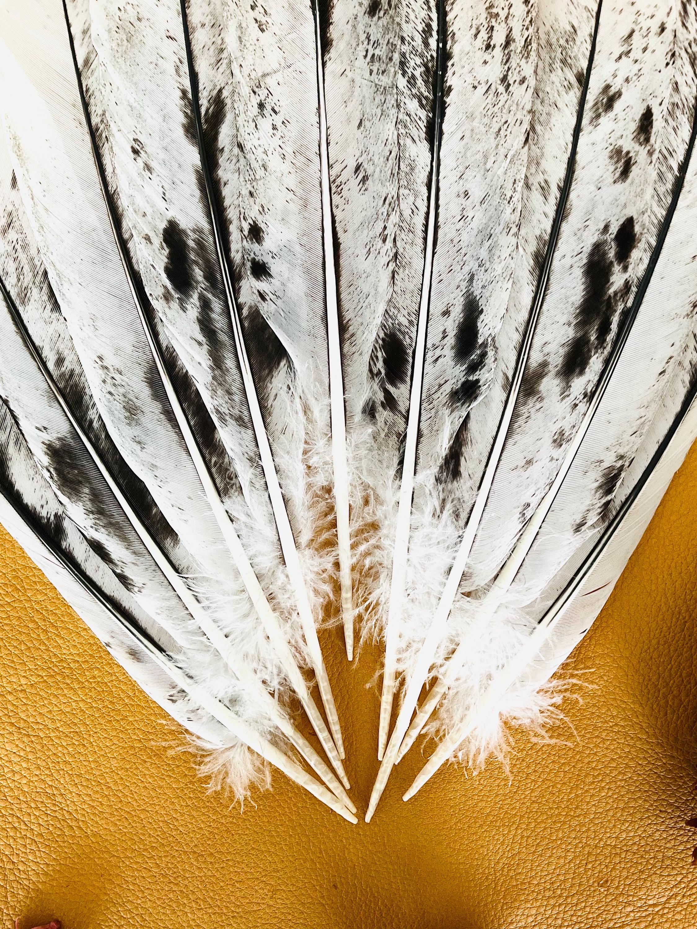 Heritage Turkey Tail Feathers: 9 Piece Set for Regalia, Smudge Fan - Etsy
