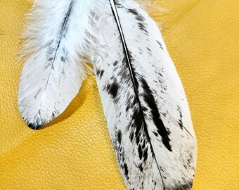 Hybrid Eagle Turkey Tail Feathers: 7 Piece Set for Regalia, Smudge Fan ...
