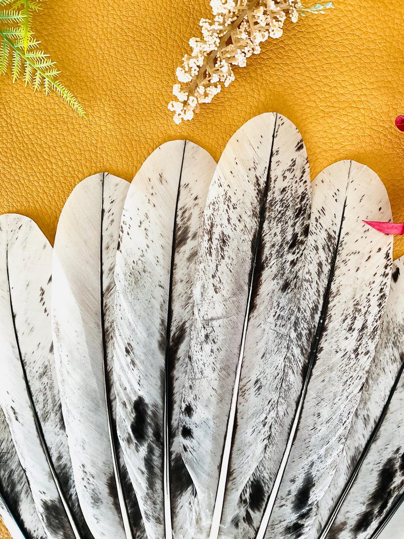 Heritage Turkey Tail Feathers: 9 Piece Set for Regalia, Smudge Fan - Etsy
