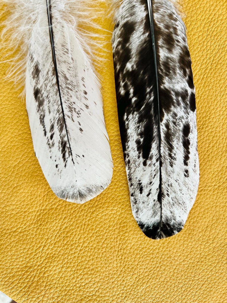 Hybrid Immature Bald Eagle Heritage Turkey Plume Coup Feather Set for ...