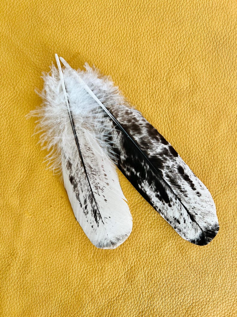 Hybrid Immature Bald Eagle Heritage Turkey Plume Coup Feather Set for ...