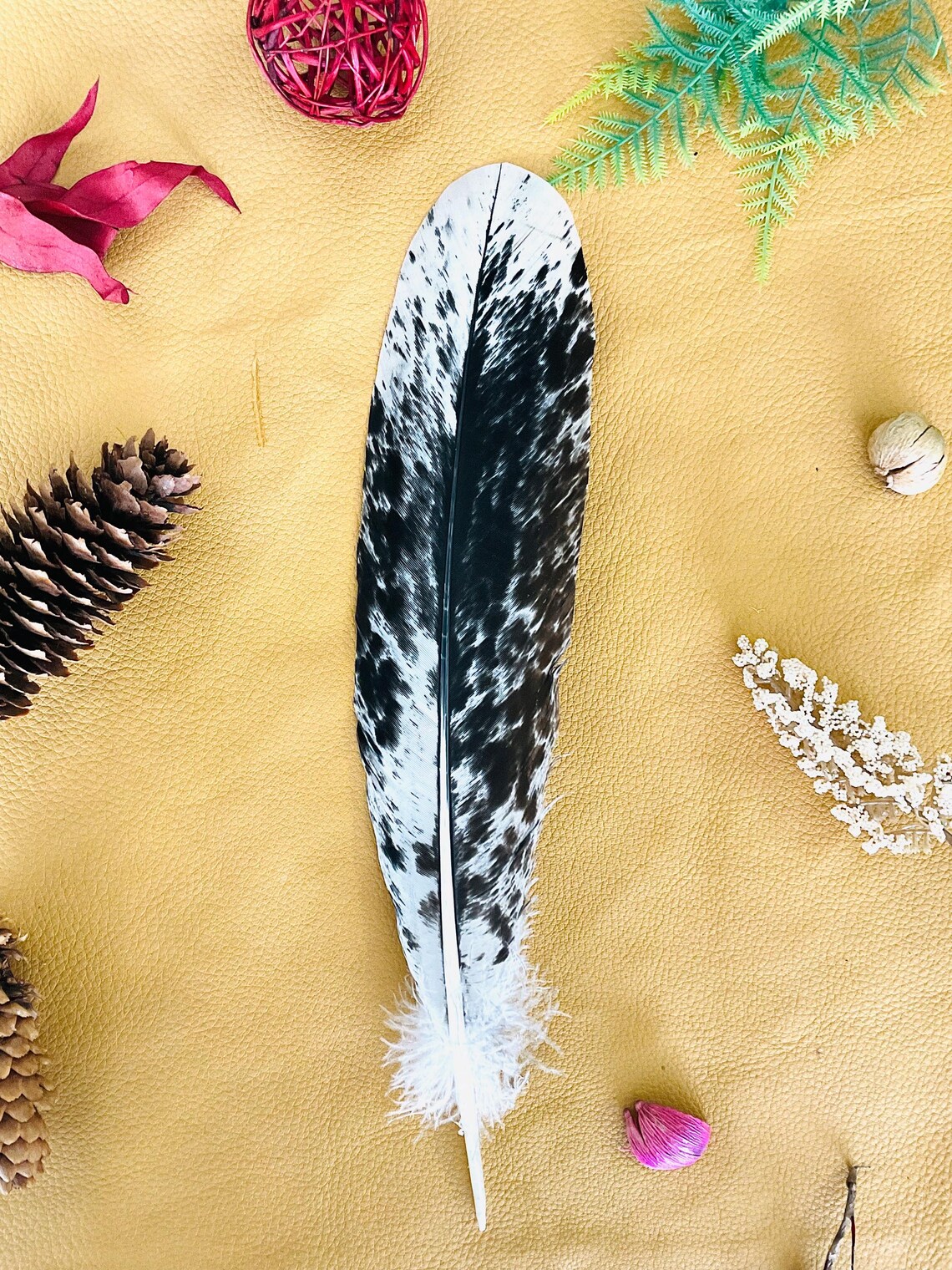 Hybrid Immature Bald Eagle Heritage Turkey Tail Feather for Smudge Fan ...