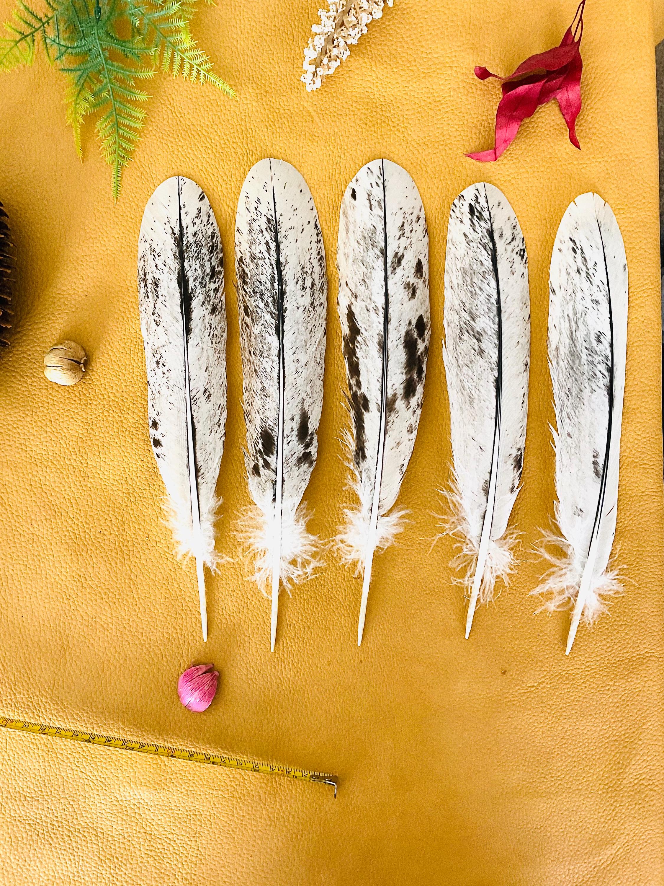 Heritage Turkey Tail Feathers: 9 Piece Set for Regalia, Smudge Fan - Etsy