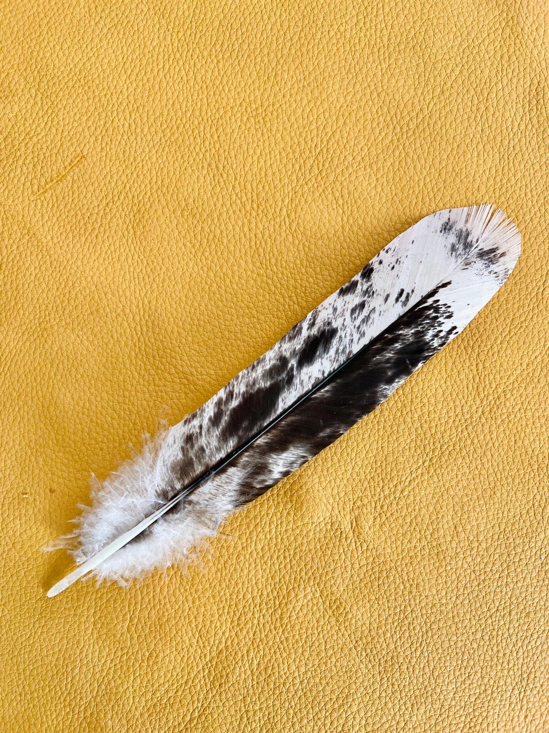 Hybrid Immature Bald Eagle Heritage Turkey Secondary Tail Feather for ...
