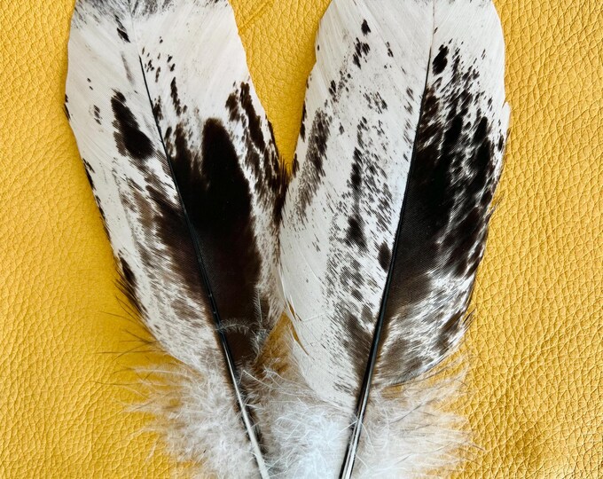 Hybrid Immature Bald Eagle Heritage Turkey Plume Coup Feather Set for ...