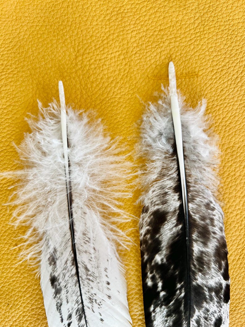 Hybrid Immature Bald Eagle Heritage Turkey Plume Coup Feather Set for ...