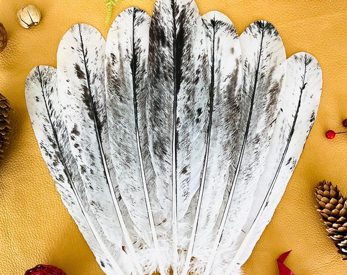 Hybrid Immature Bald Eagle Heritage Turkey XL Tail Feather Set for Smudge Fan, Regalia, Powwow ...