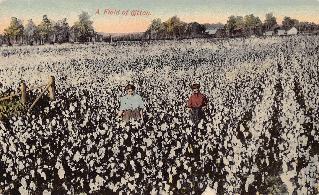 Women in Cotton Field Farming USA 1910c Postcard - Etsy