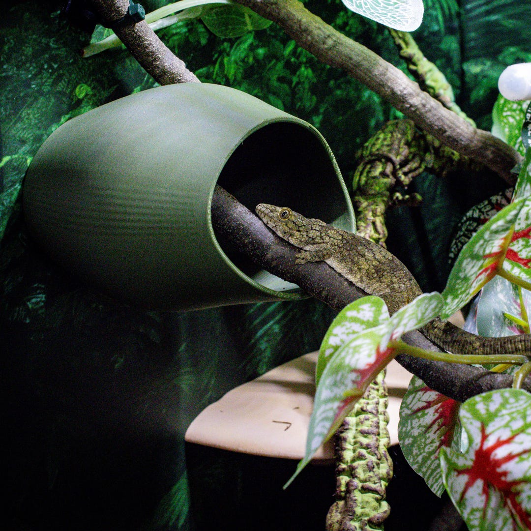 Small Magnetic Gecko Hide Pats Creature Caves - Gecko Reptile Cave ...