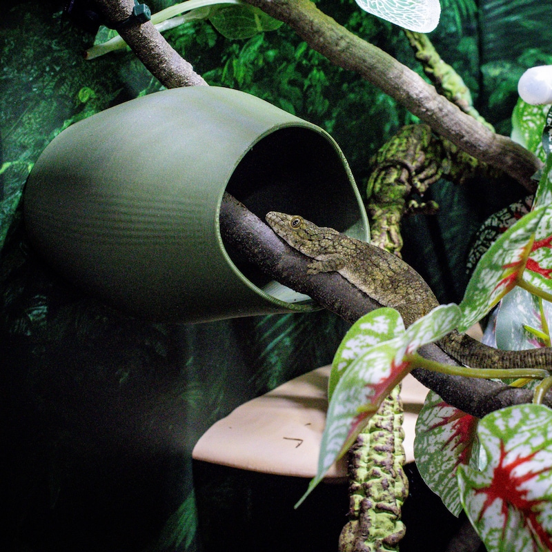 Magnetic Hides for Geckos - Etsy
