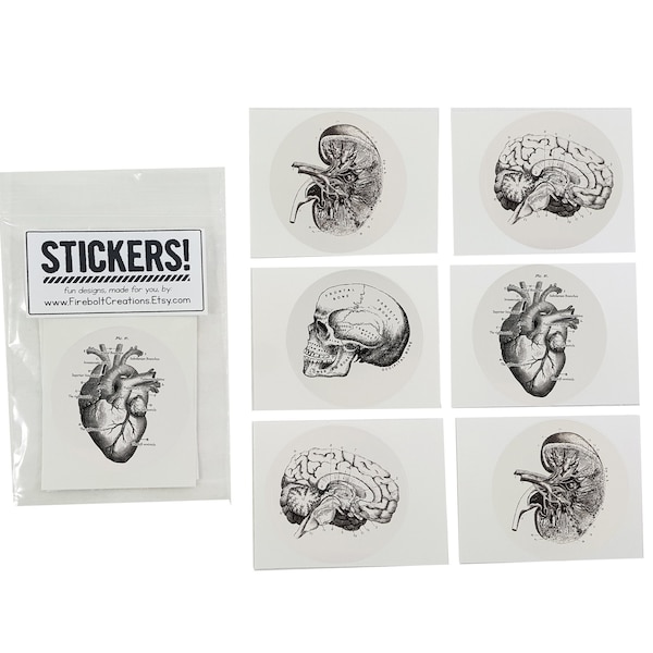 Anatomical Brain - Etsy