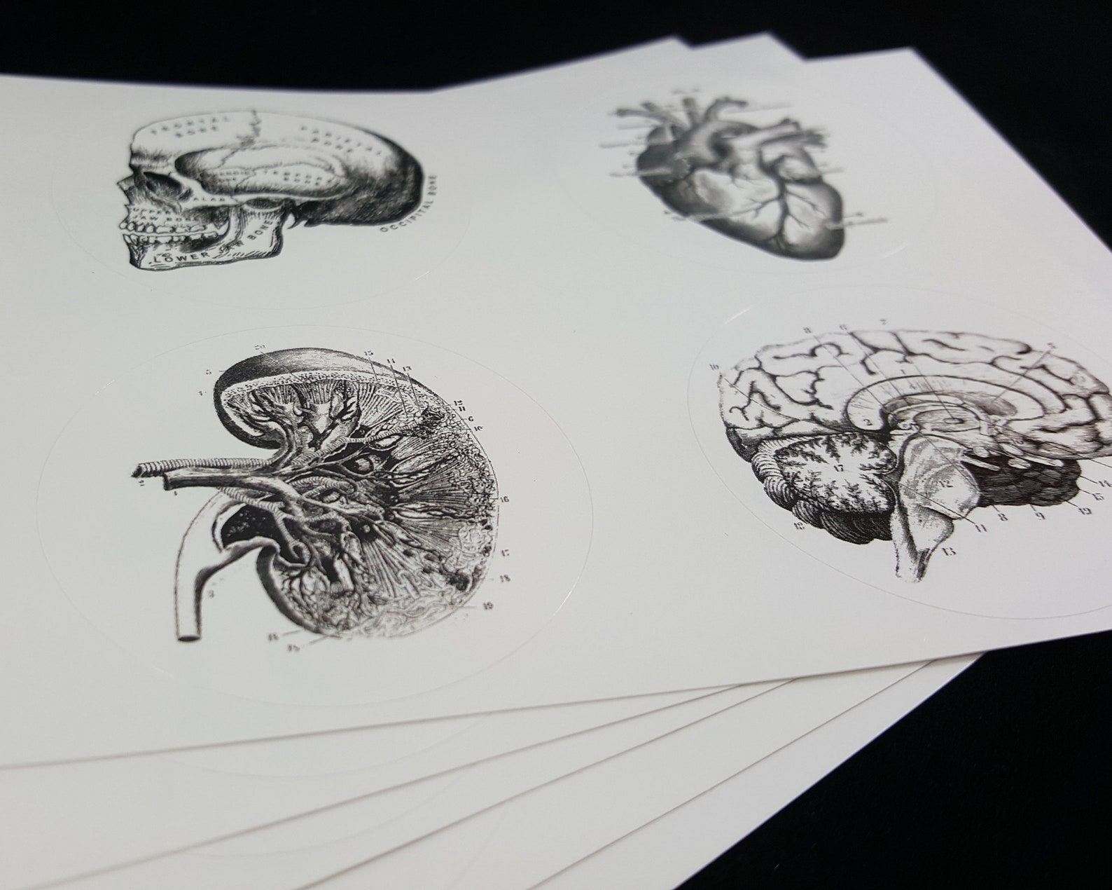 Anatomical Stickers Anatomical Heart Anatomical Brain - Etsy