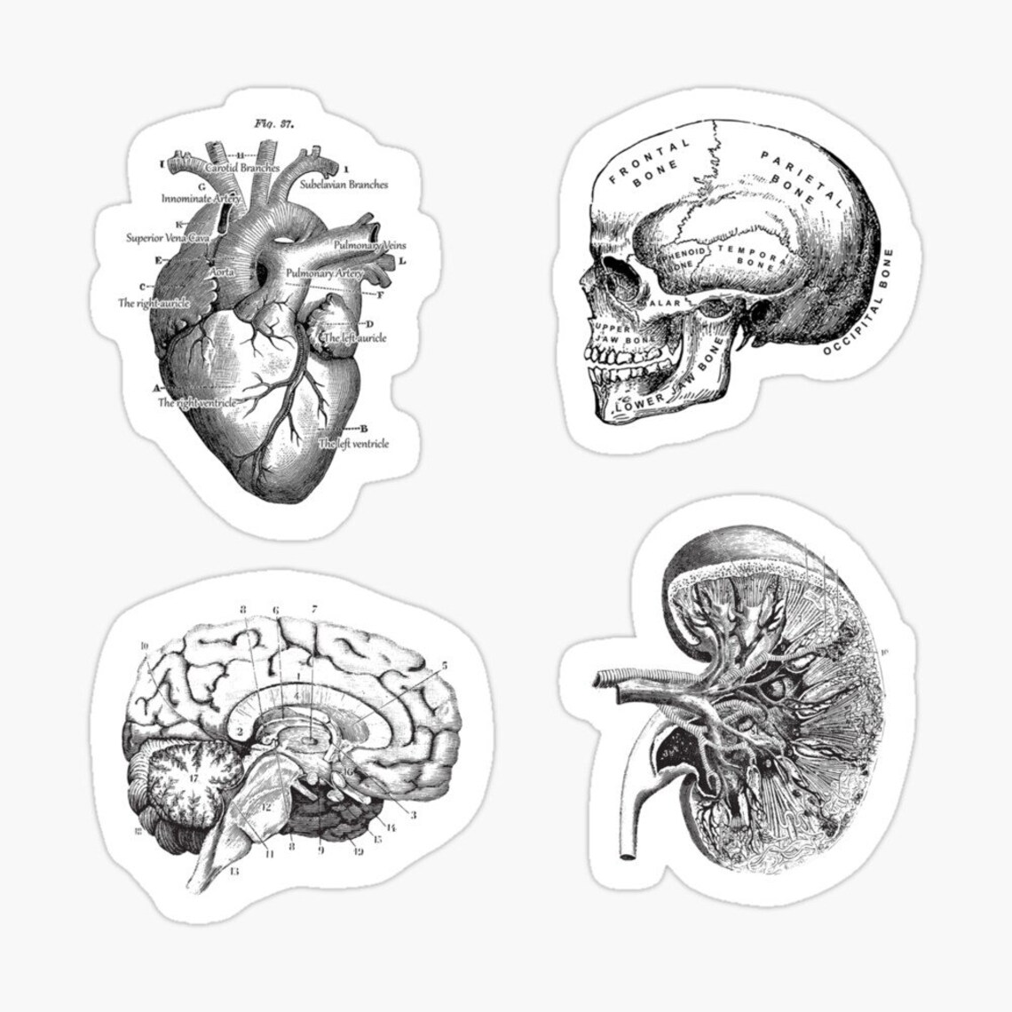 Anatomical Heart, Skull, Kidney, Brain Sticker Set - Medical Student ...