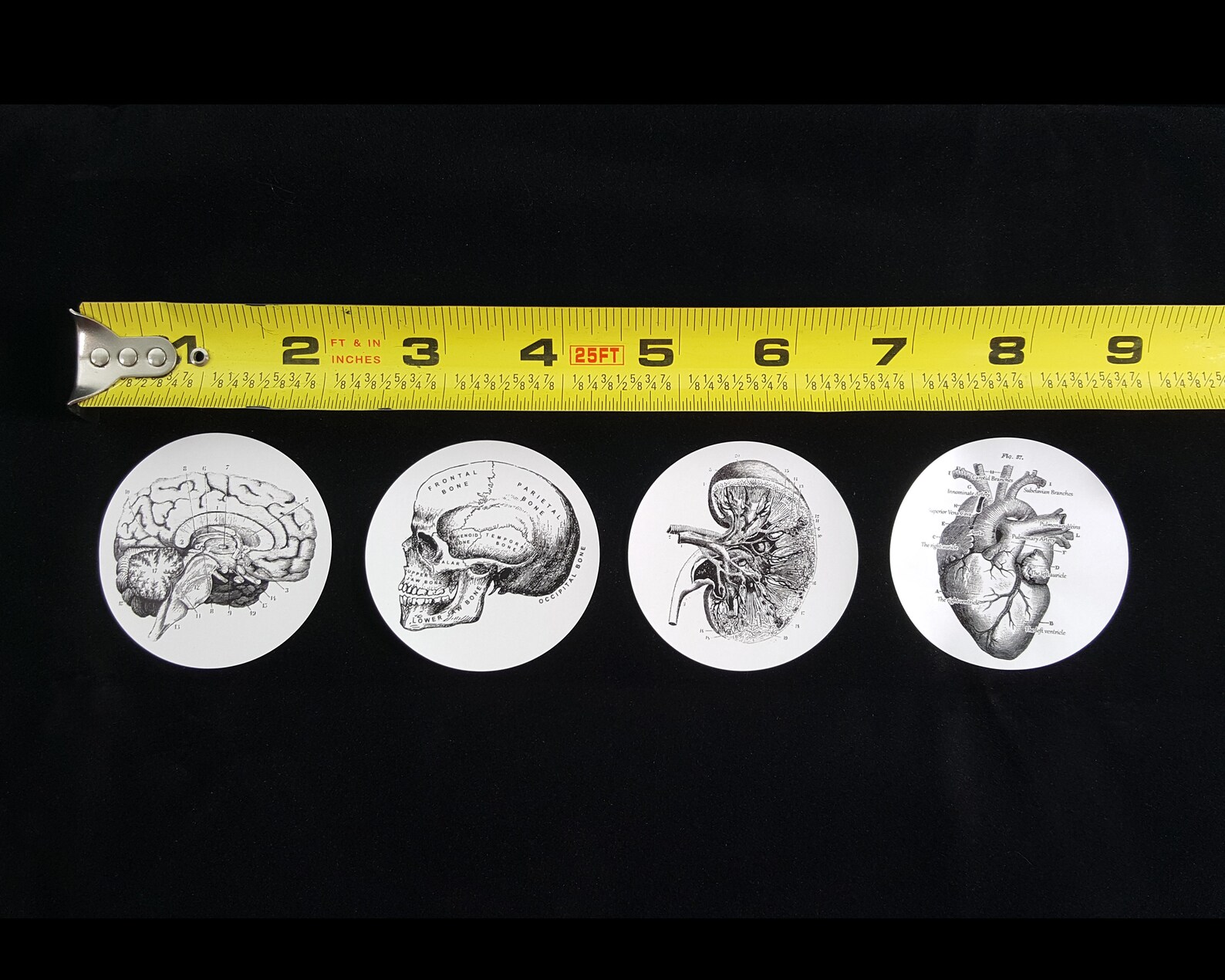 Anatomical Stickers Anatomical Heart Anatomical Brain - Etsy