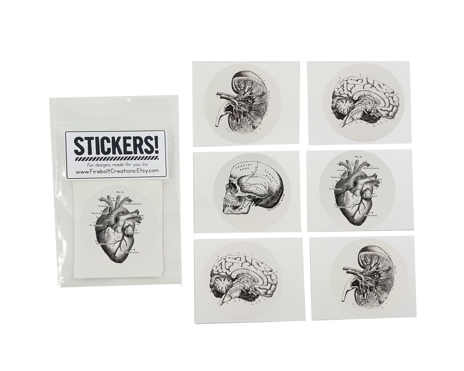 Anatomical Stickers, Anatomical Heart, Anatomical Brain, Anatomical ...