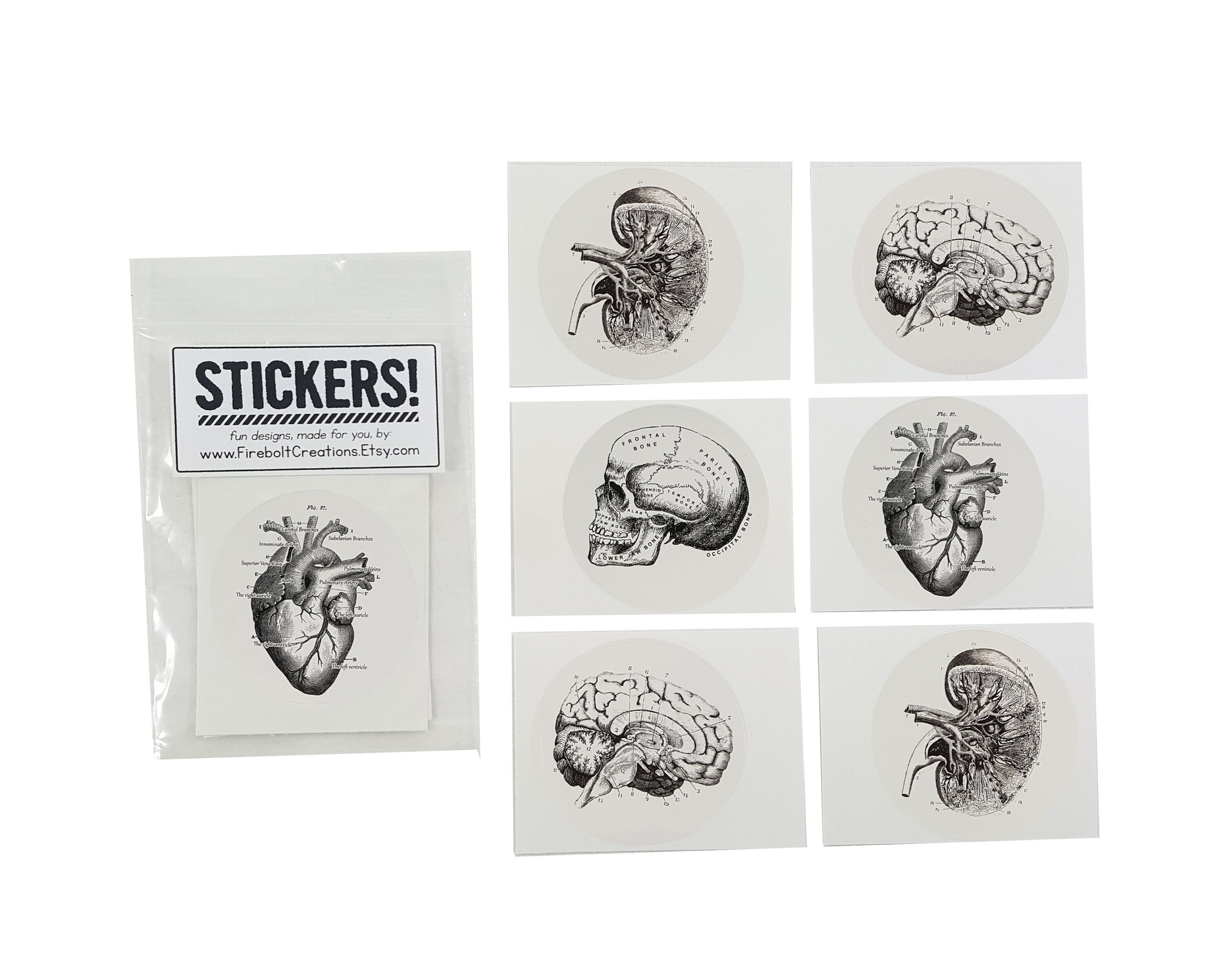 Anatomical Stickers Anatomical Heart Anatomical Brain | Etsy