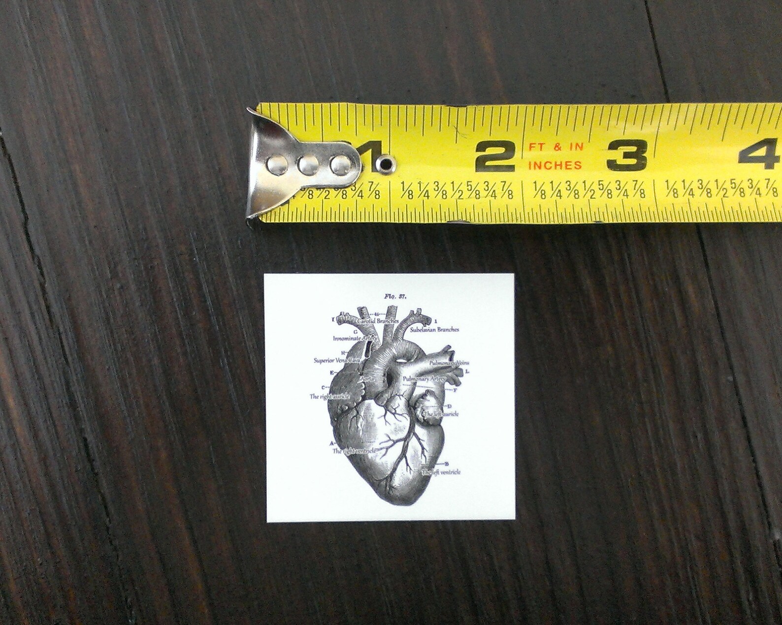 Anatomical Heart Stickers Medical Student Gift Nursing Student - Etsy