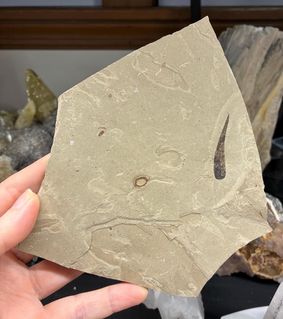Eocene Fossil: Willow-type Leaf/seed Pod Impression in Shale - Etsy