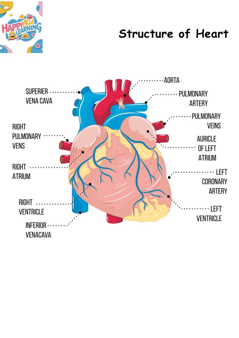 Human Body Anatomy Worksheets, Kids Learning Activity (PDF) - Etsy