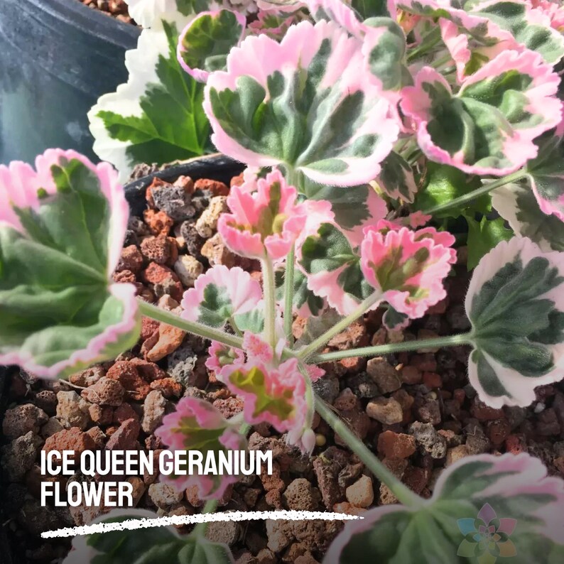 25+ Ice Queen Geranium Seeds – Elegant White Blooms – Heirloom Garden ...