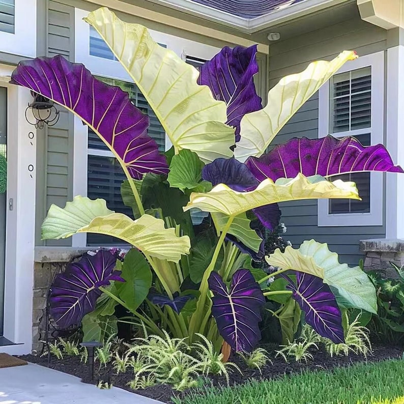 100 Purple-yellow Caladium Seeds: Rare Tropical Foliage Plant - Etsy