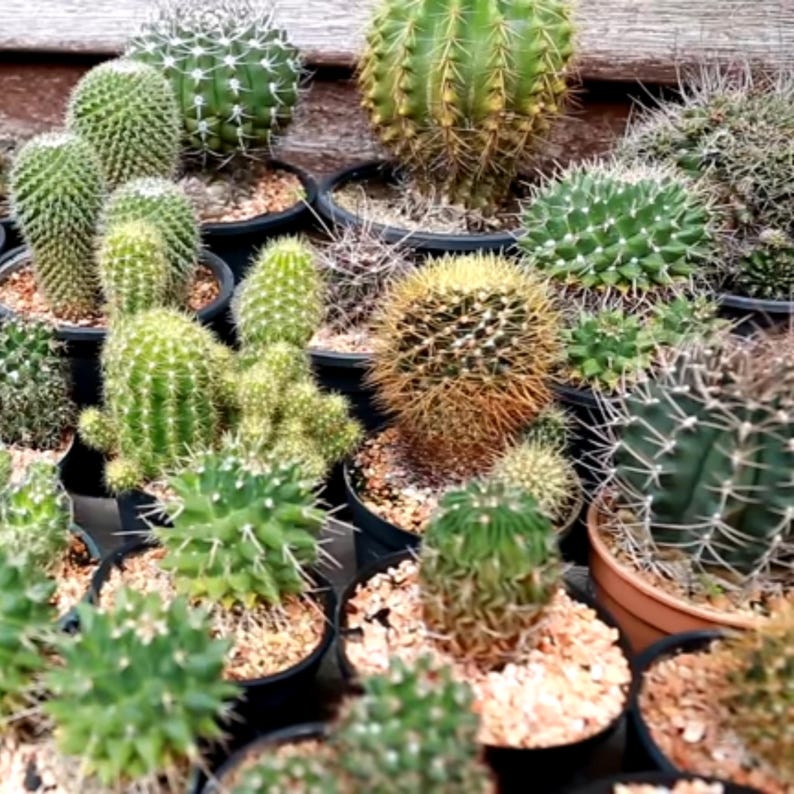 50 Hardy Exotic Cactus Seeds Mix Rare Succulent Variety Drought ...