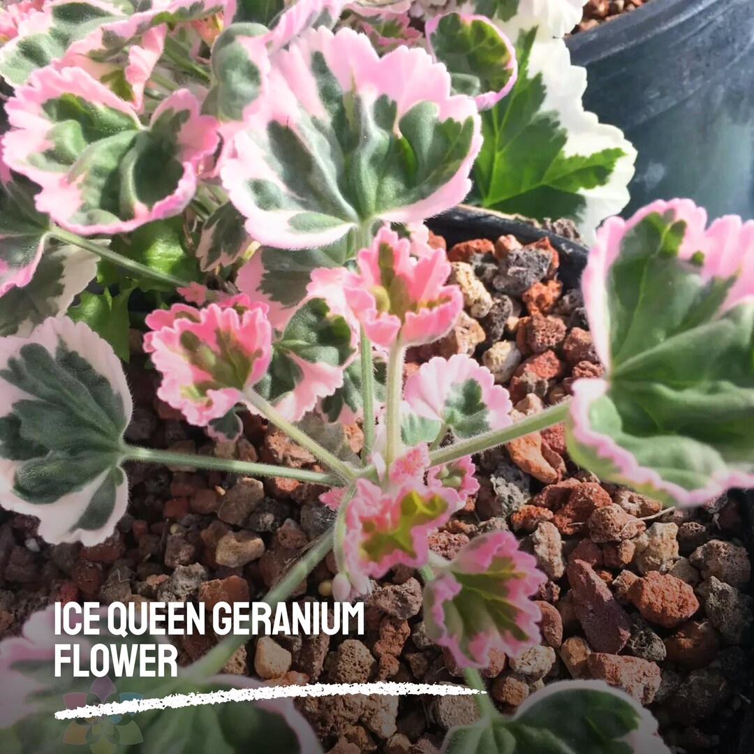 25+ Ice Queen Geranium Seeds – Elegant White Blooms – Heirloom Garden ...