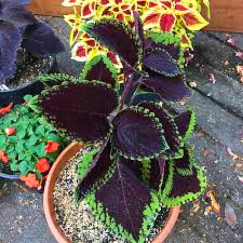 25 Black Purple Coleus Seeds: Rare Heirloom Ornamental Foliage - Etsy