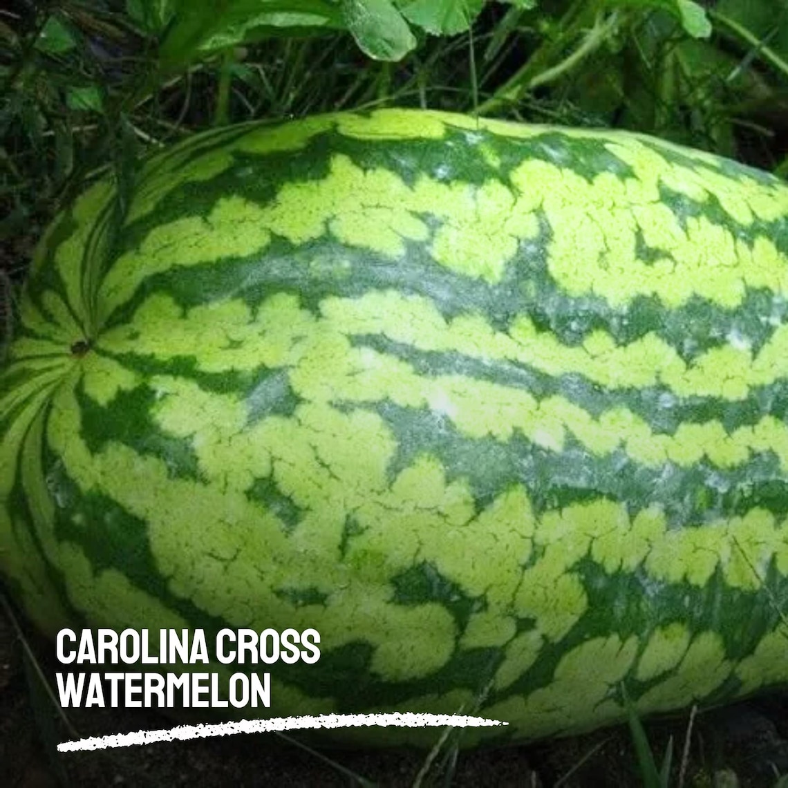 50 Carolina Cross Watermelon Seeds – Giant Heirloom Variety – Sweet Red ...