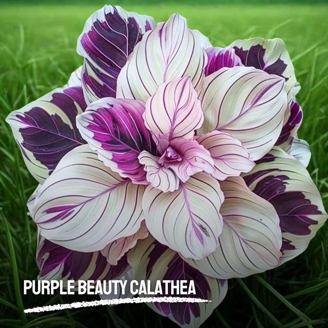 25 Purple Beauty Calathea Seeds: Striking Tropical Houseplant - Etsy