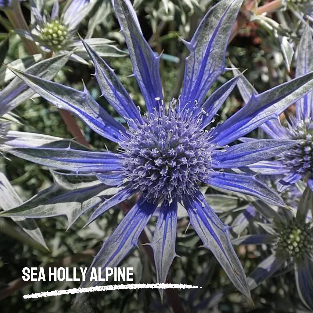 25 Sea Holly Alpine Seeds | Unique Blue Thistle Flowers | Heirloom ...