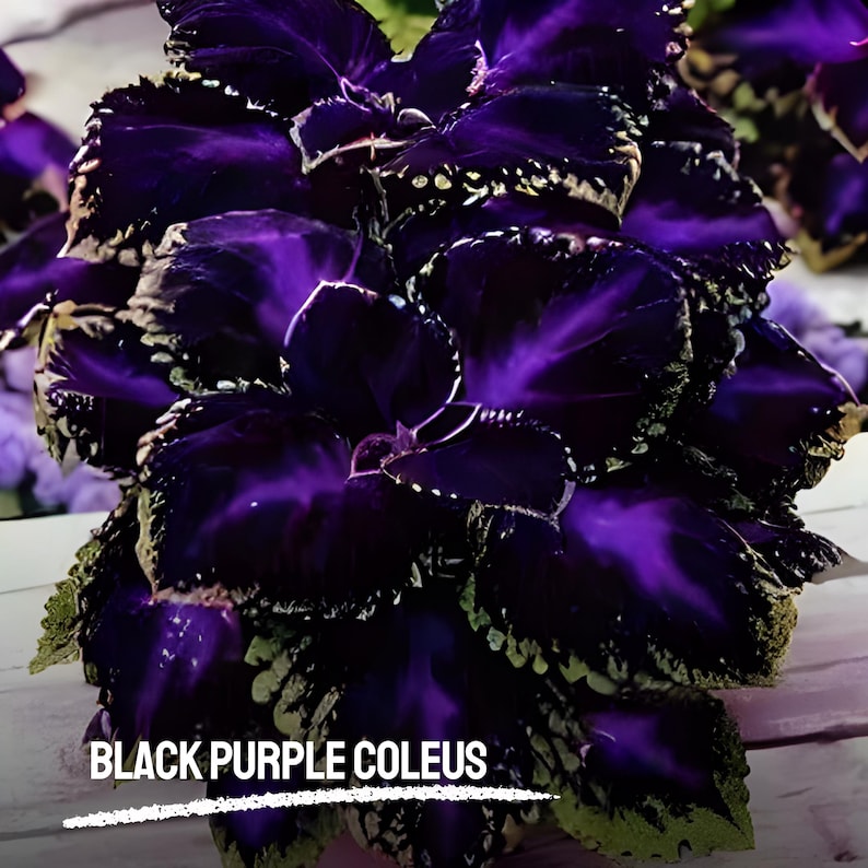 25 Black Purple Coleus Seeds: Rare Heirloom Ornamental Foliage - Etsy