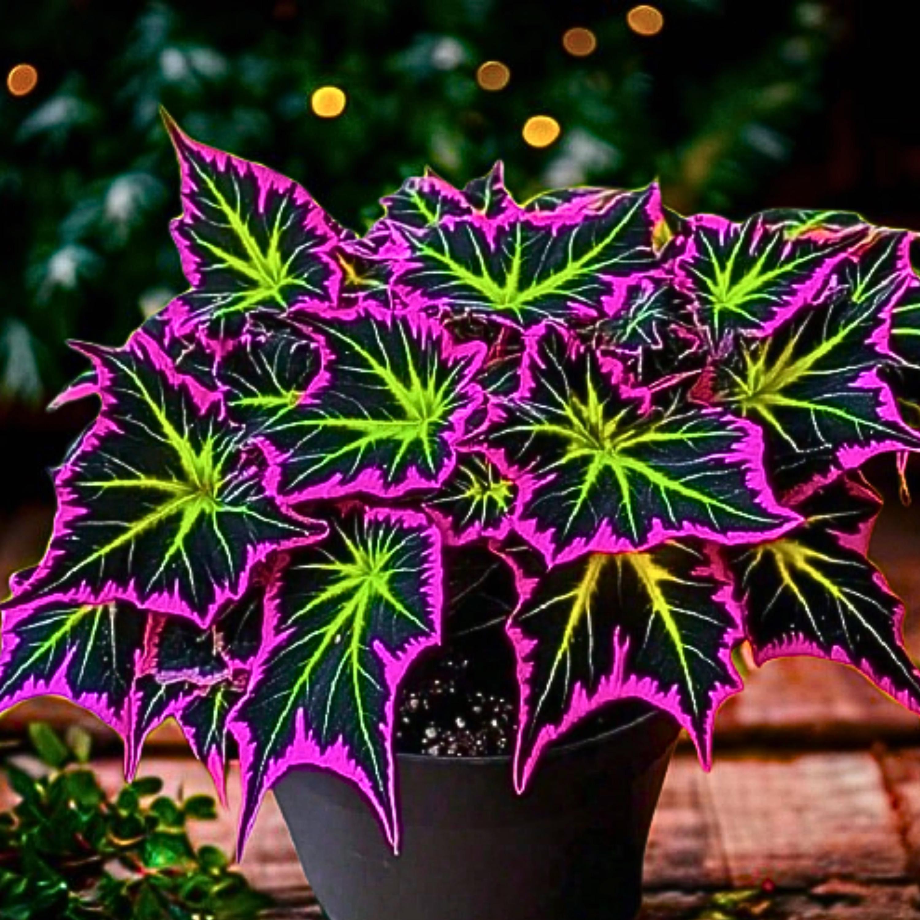 100 Giant Exhibition Coleus Seeds | Complete Color Mix | Colorful ...
